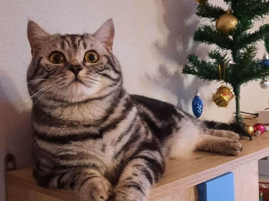 Шотландец прямоухий вязка