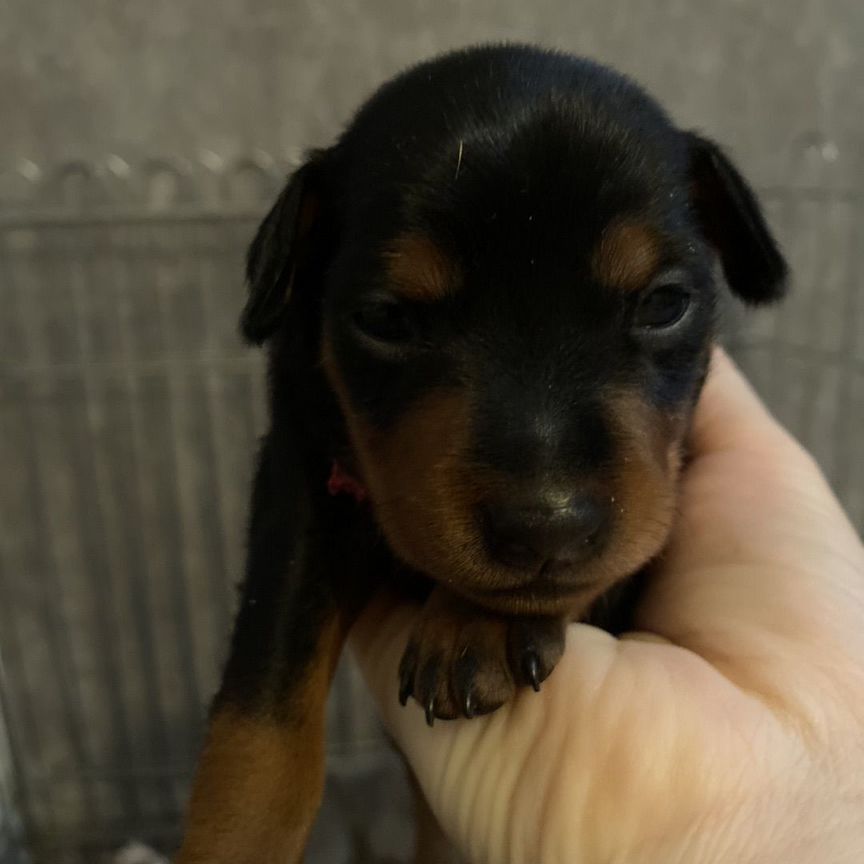 Щенки цвергпинчера