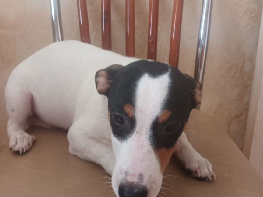 Ласковый малыш джек рассел ищет дом