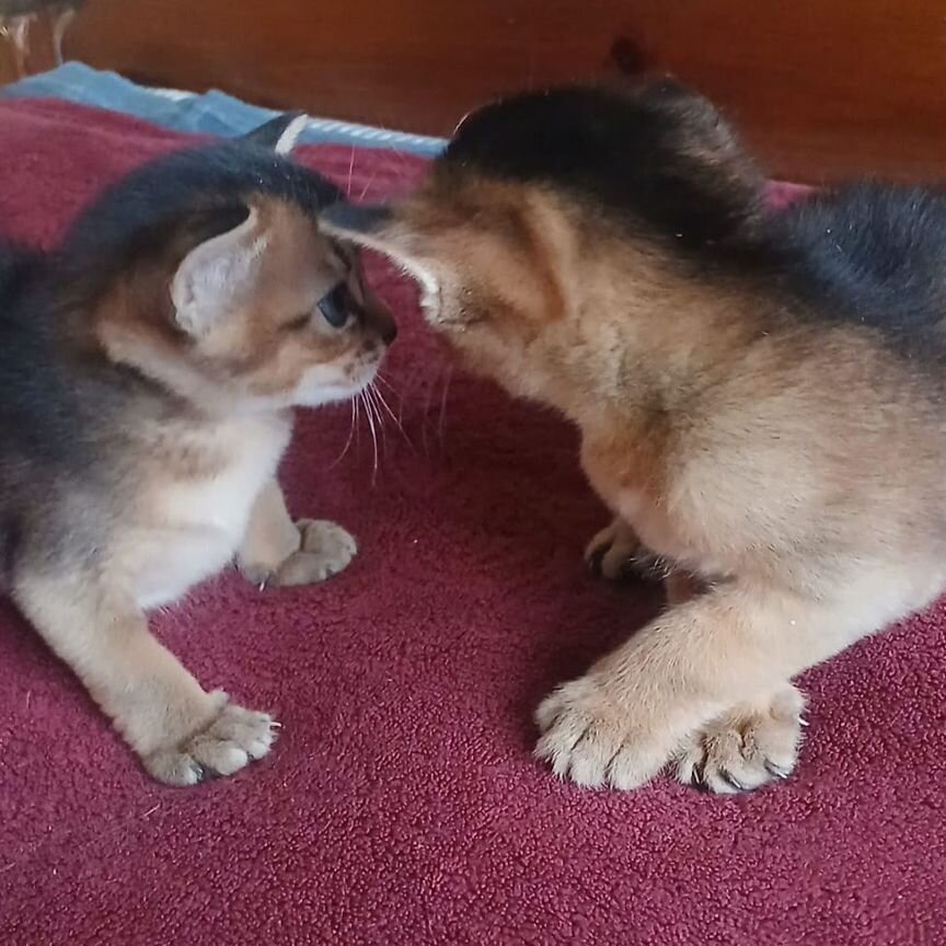 Абиссинский котёнок