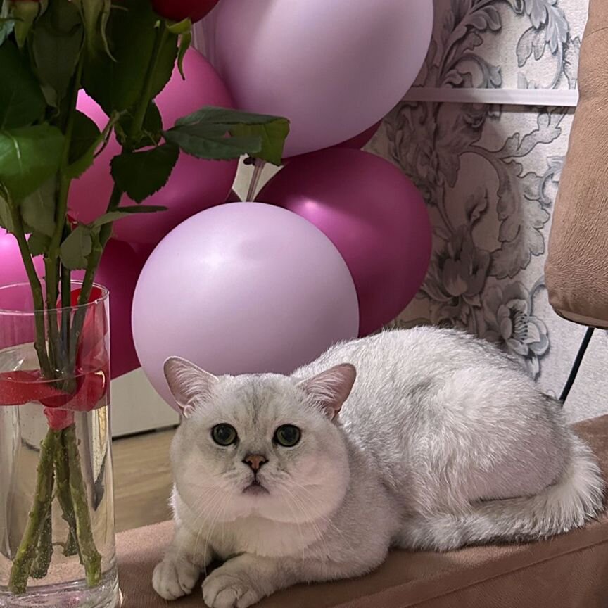 Отдам кота в добрые руки