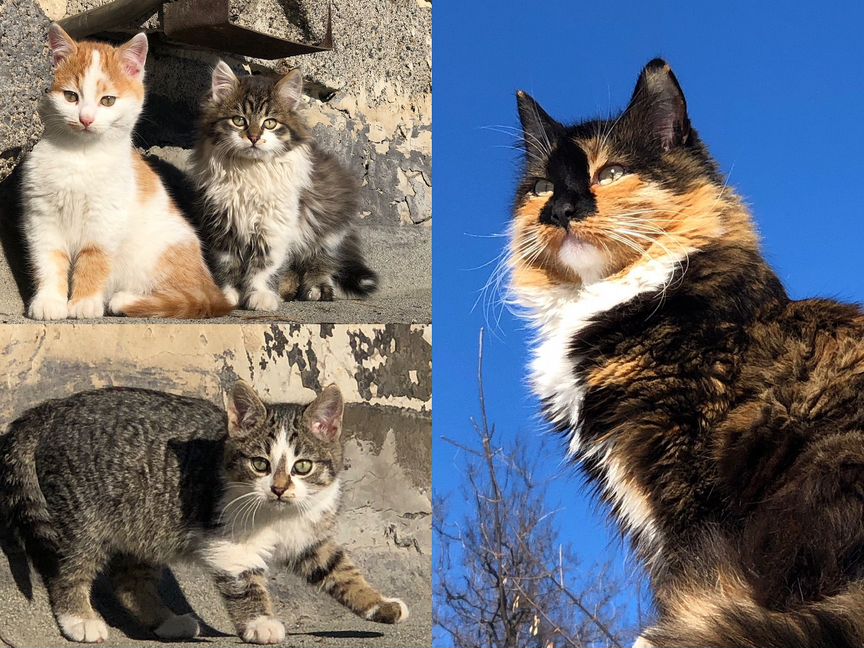 Котята