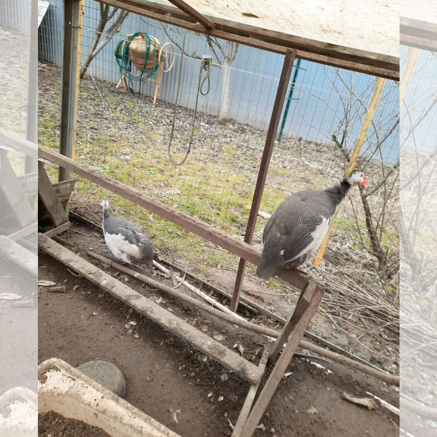 Цесарь крапчатый