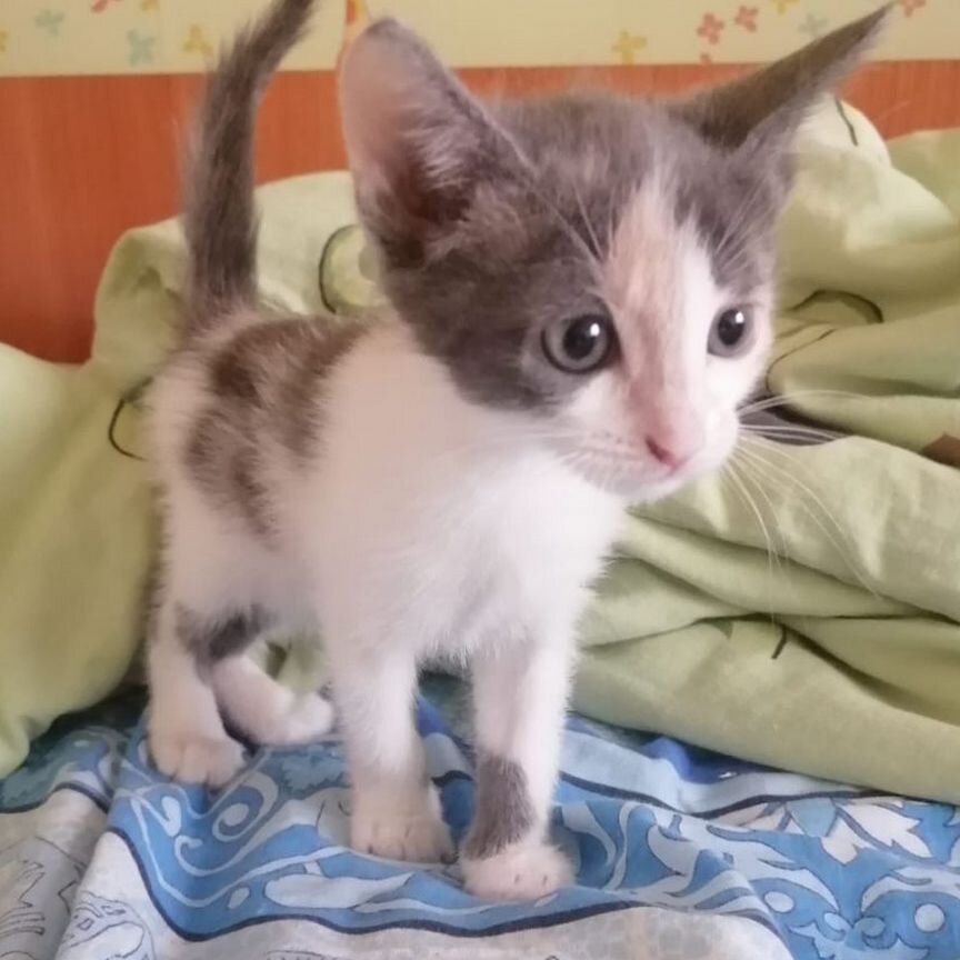 Котята отдам в добрые руки бесплатно