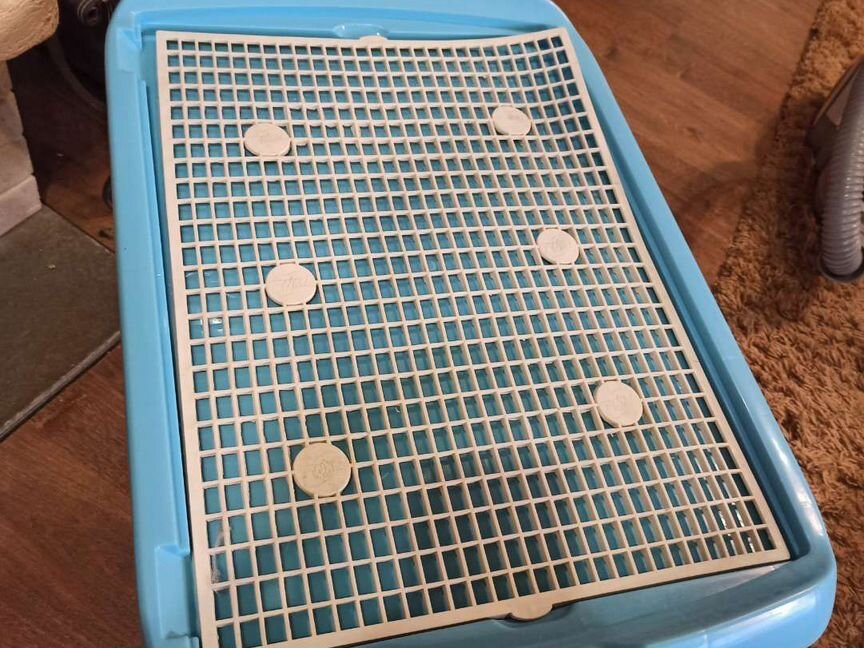 Собачий лоток