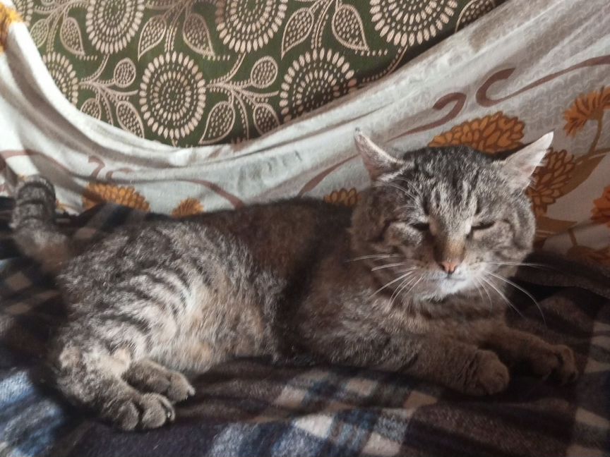 Кот зовут Гриша