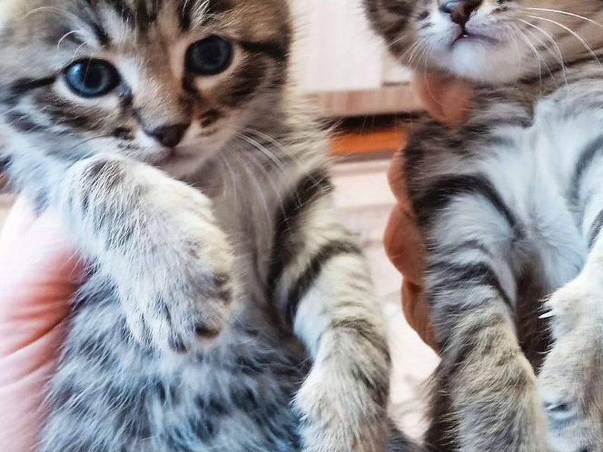 Красивые не чистокровные британцы