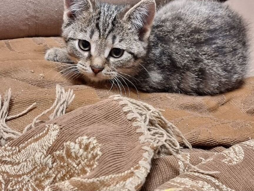 Котята в добрые руки бесплатно
