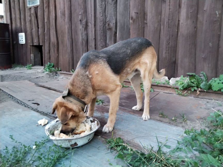 Собака бесплатно в добрые руки