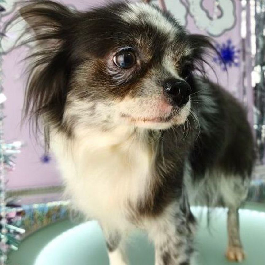 Чихуахуа, взрослая собака