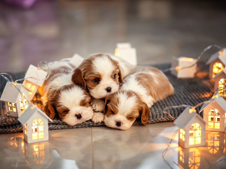 Кавалерчики