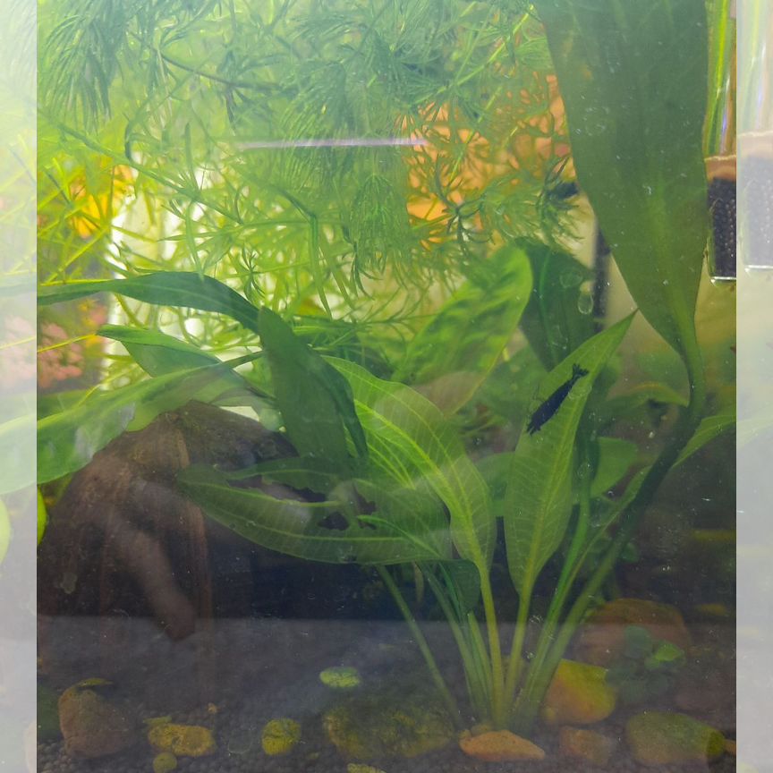 Готовый аквариум 40л