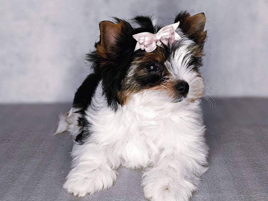 Щенок бивера