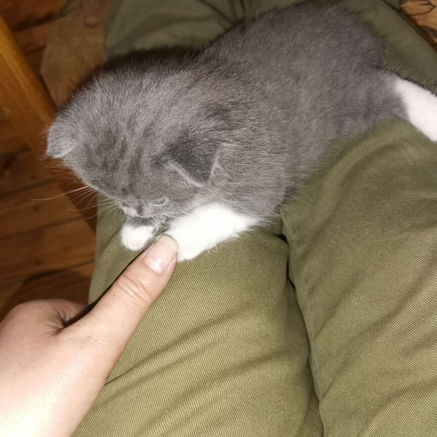 Отдаю котика