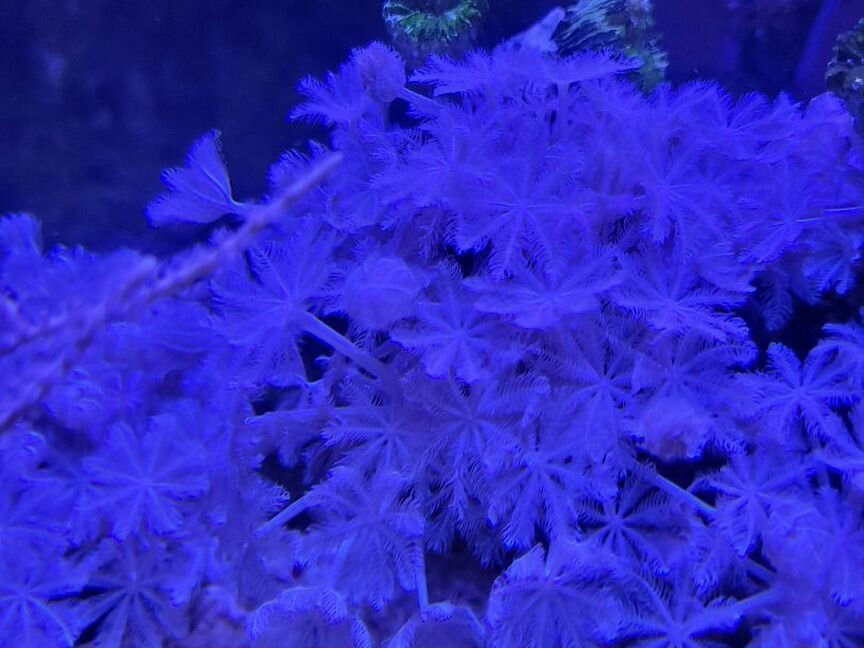 Морские кораллы, Ксения и капнелла