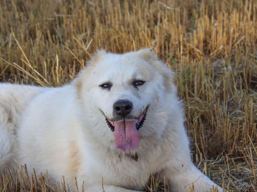 Белая медведица в добрые руки