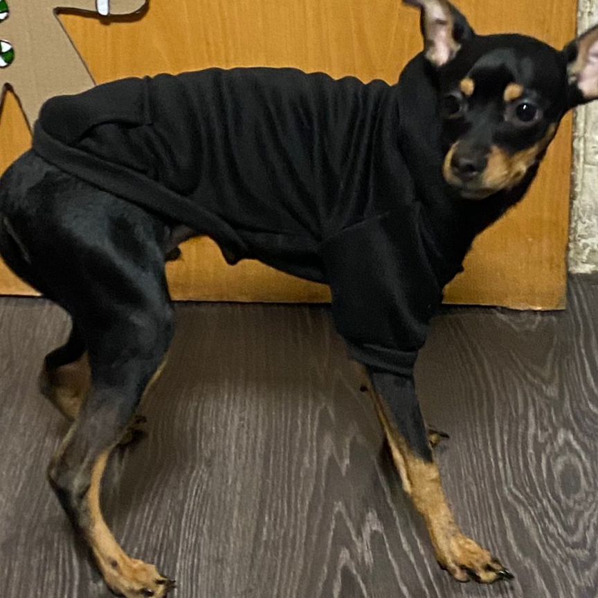 Русский той-терьер, взрослый пёс