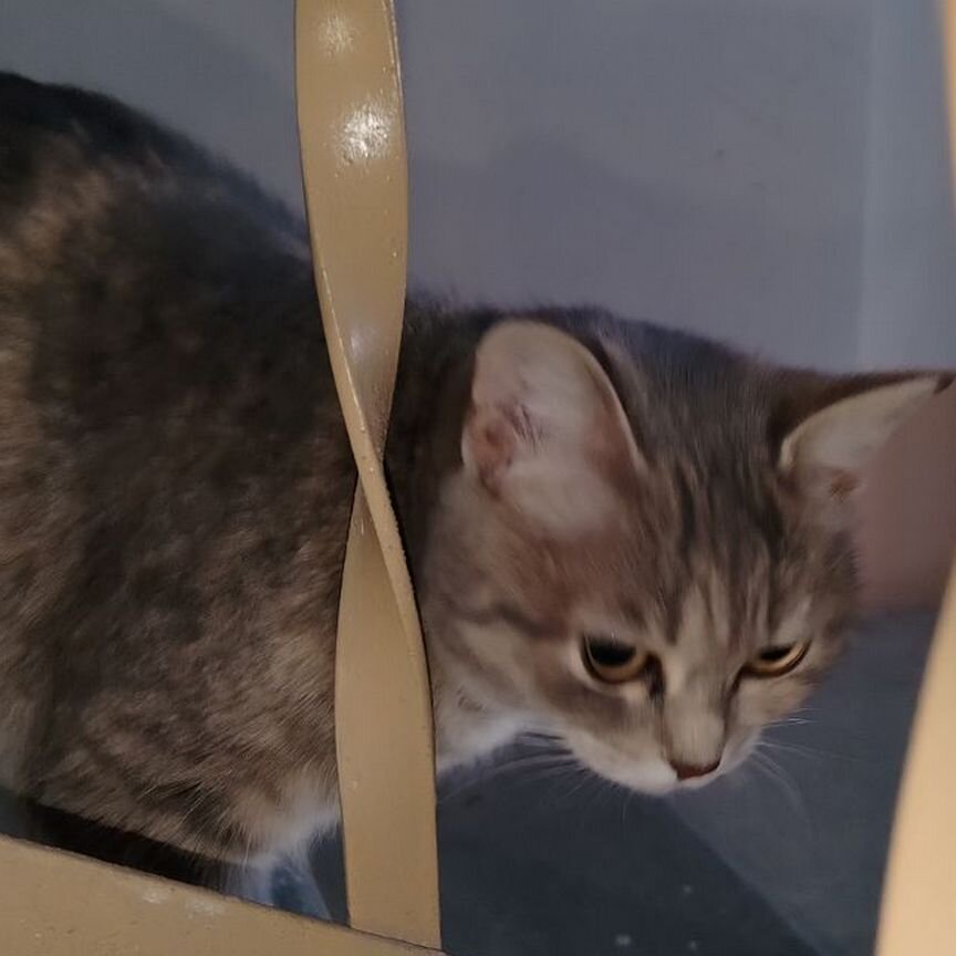 Взрослая, Девочка кошка в добрые руки