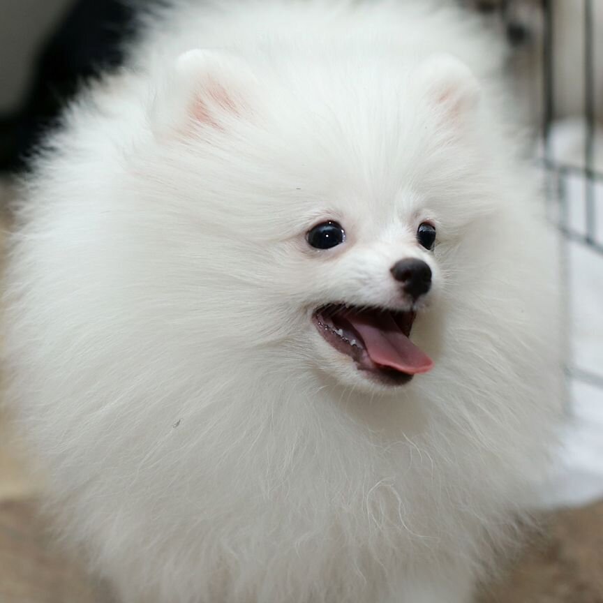 Белая мини девочка