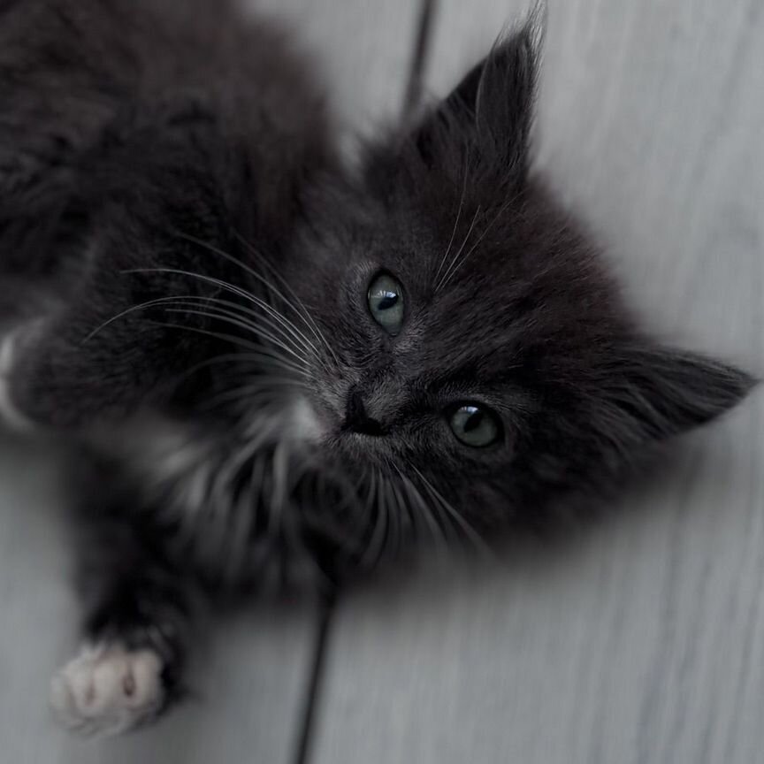 Котята