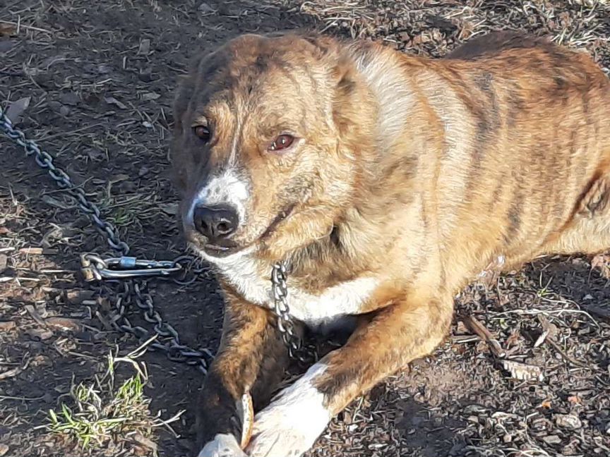 Среднеазиатская овчарка