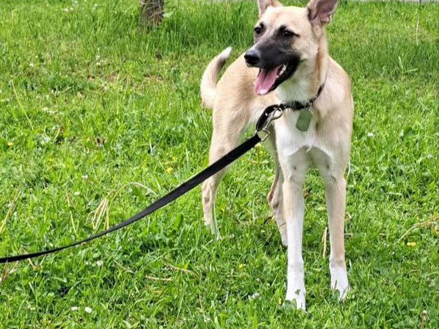 Подрощенный щенок в добрые руки бесплатно