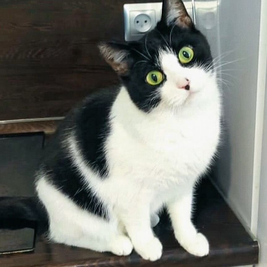 Чудесная кошечка ищет свой дом