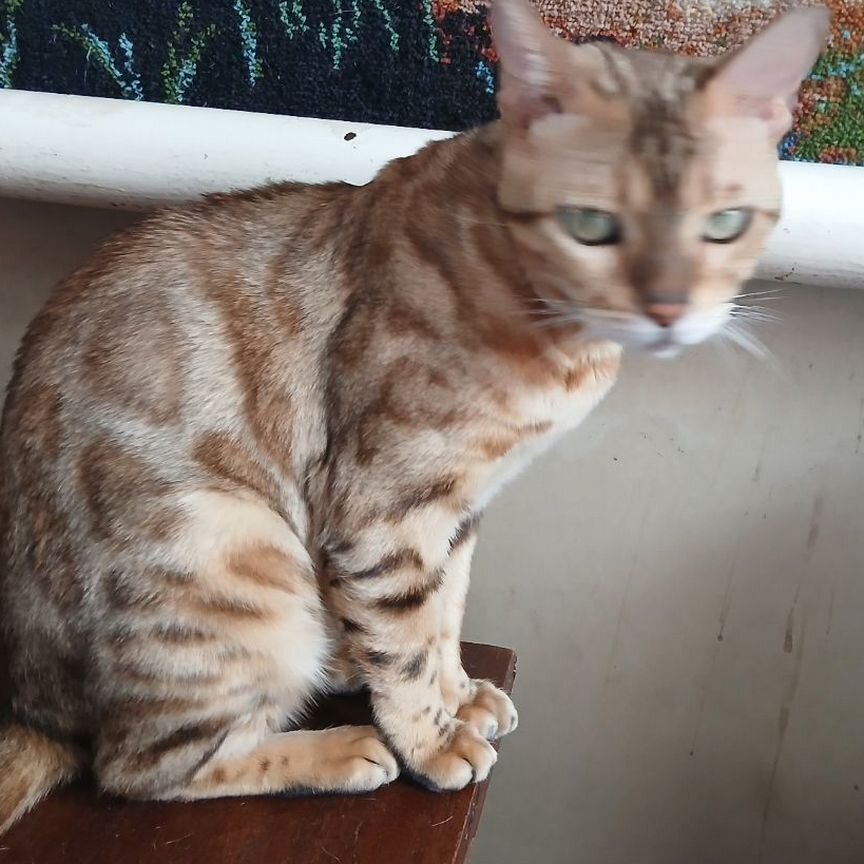 Бенгальская, взрослая кошка