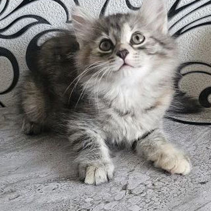 Британский длинношёрстный котёнок