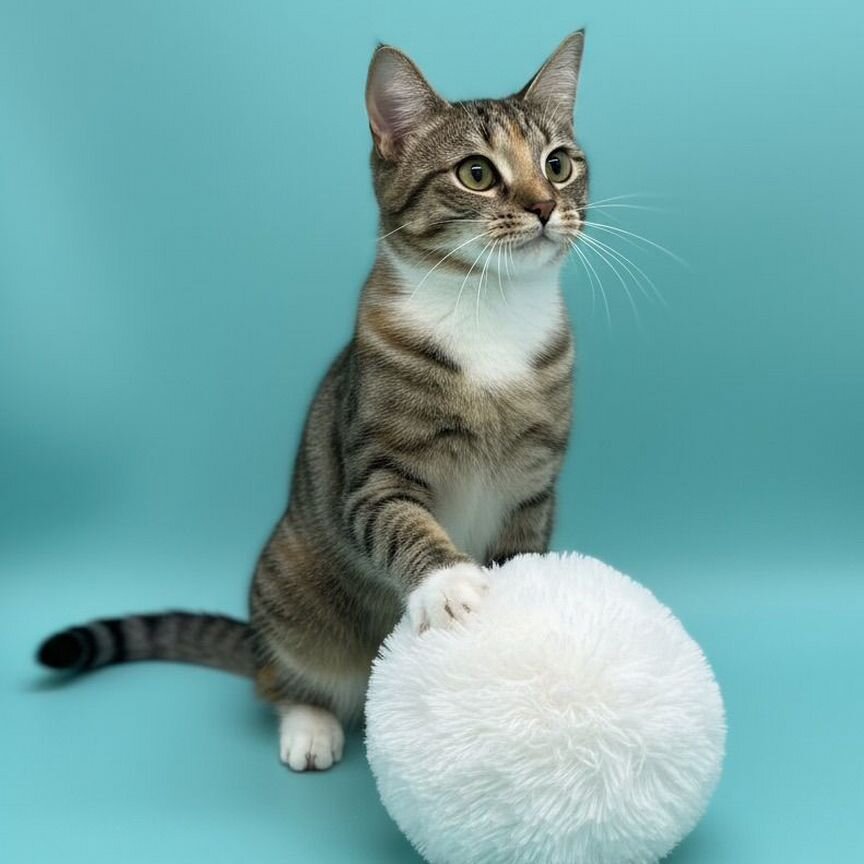 Взрослая кошка в добрые руки