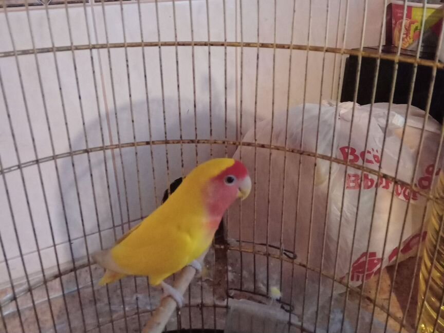 Попугай маска