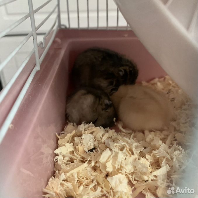 Сирийские хомячата