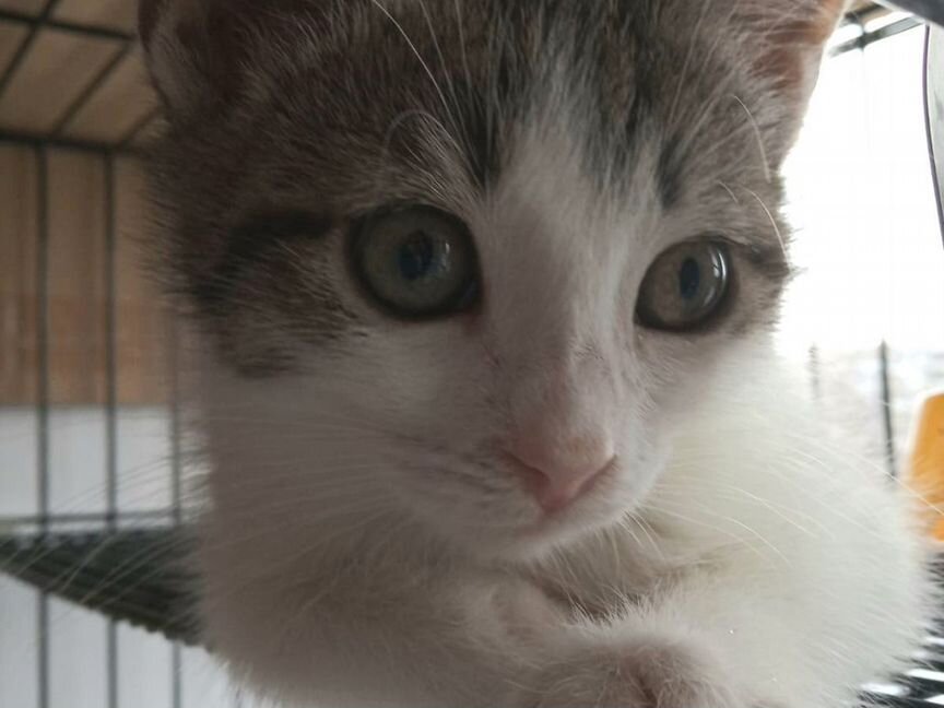 Котенок девочка Нежность