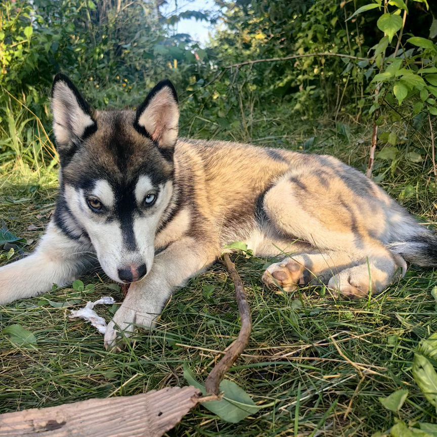 Хаски