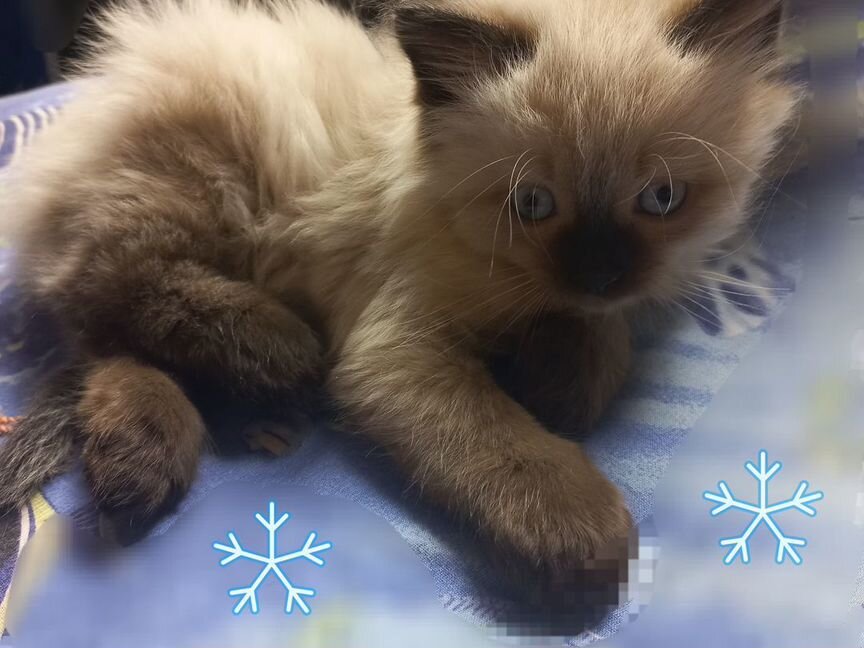 Котёнок мальчик от умной кошки