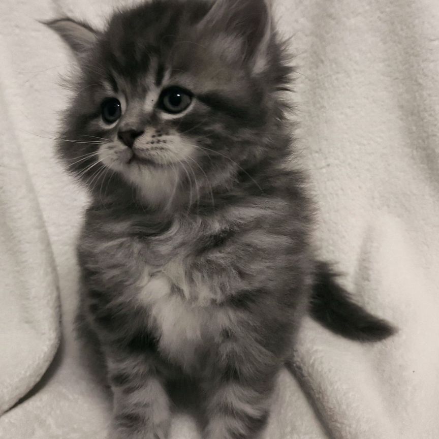 Котята мейн-кун голубые