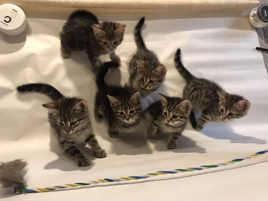 Бенгальские котята