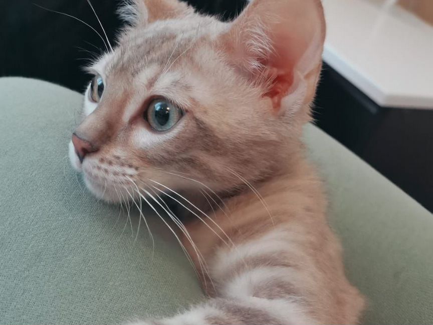 Котёнок бенгал