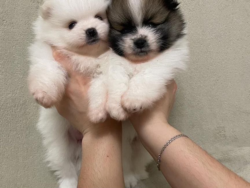 Щенки шпица