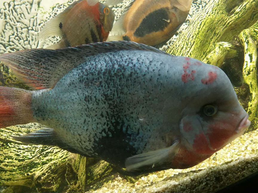 Красногорлая цихлазома