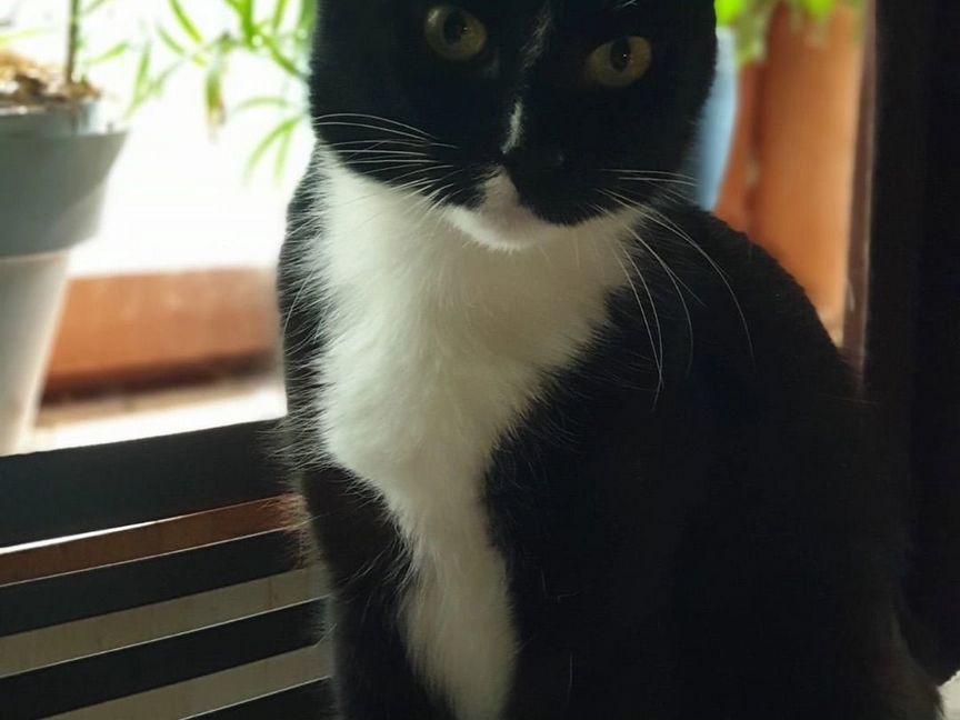 Кошка черно-белая