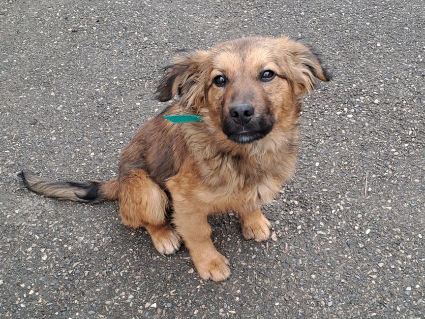 Щенок подросток мальчик