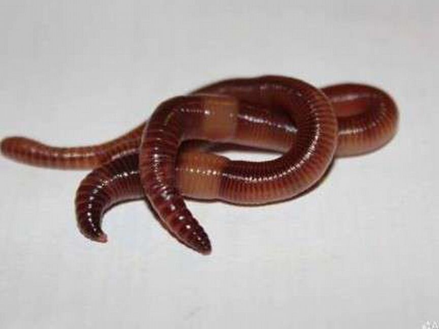 Калифорнийский