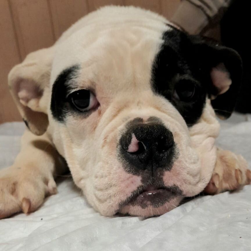 Английский бульдог, щенок
