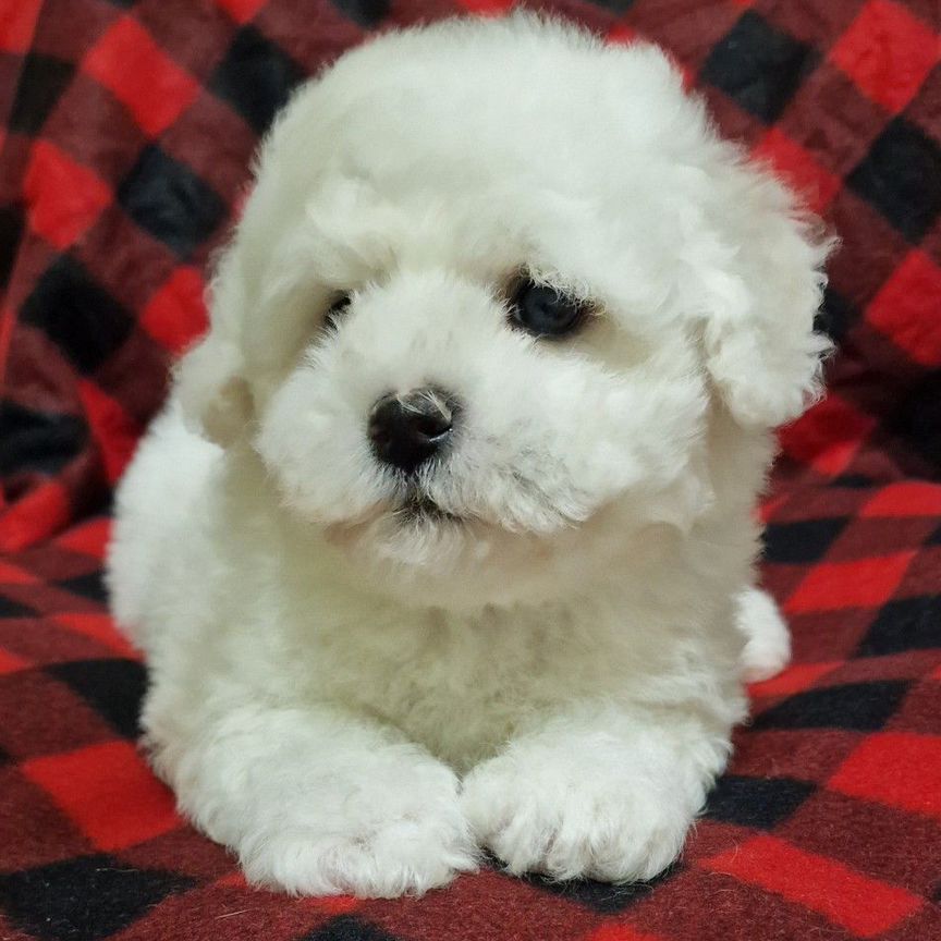 Бишон фризе, щенок