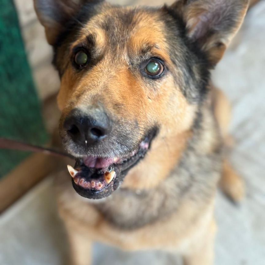 Банди ищет своего единственного и лучшего хозяина