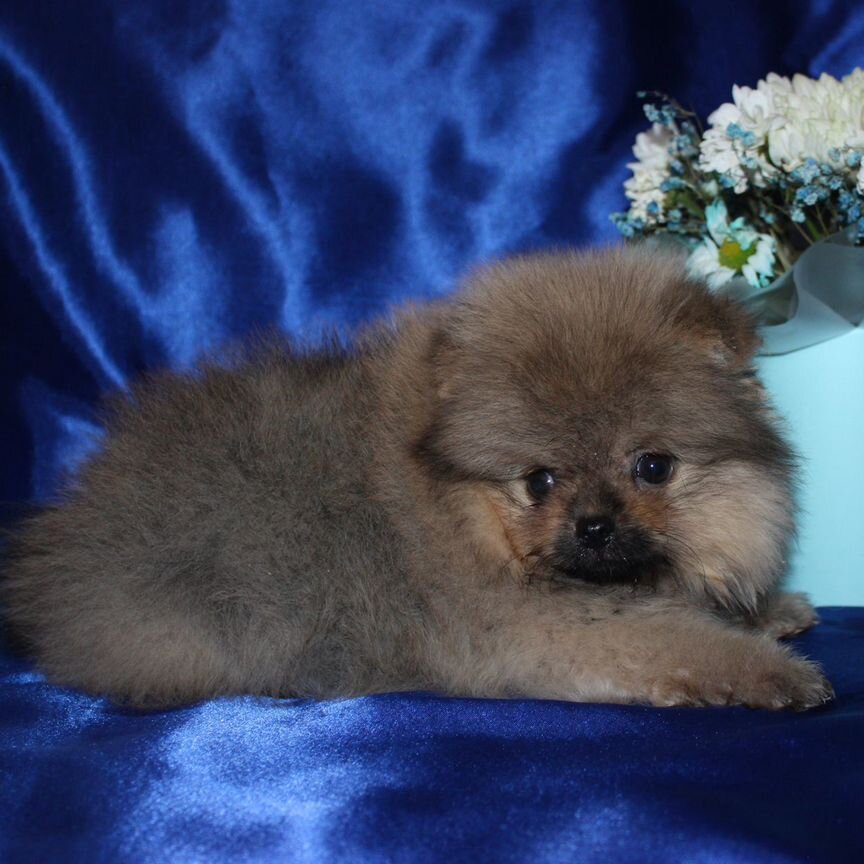 Померанский шпиц, щенок