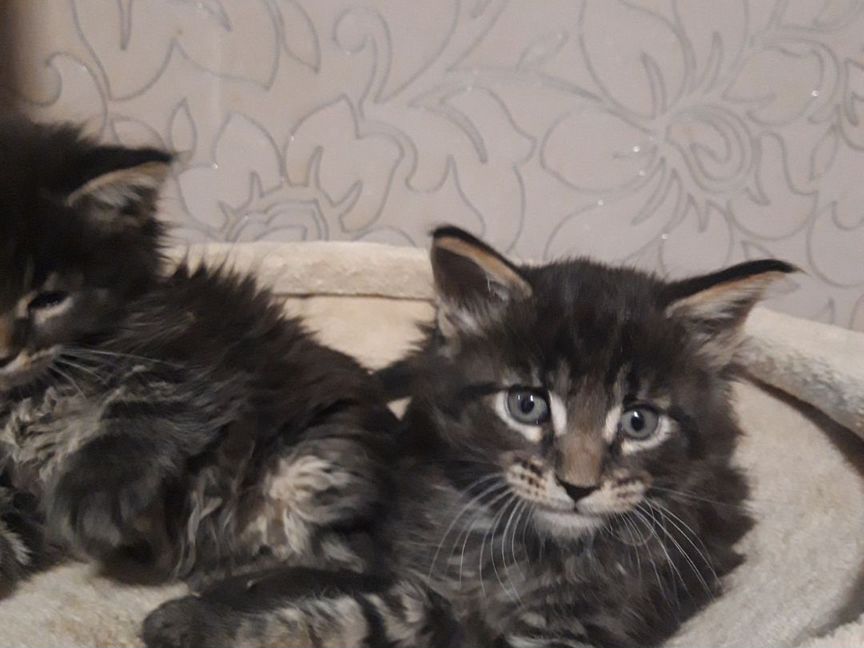 Котята мейн-кун