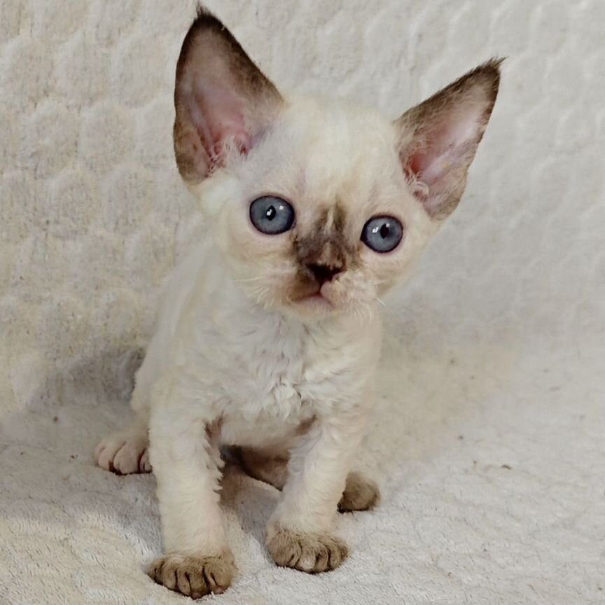 Девон-рекс котёнок