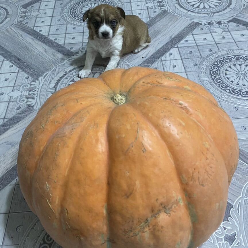 Щенки помчи